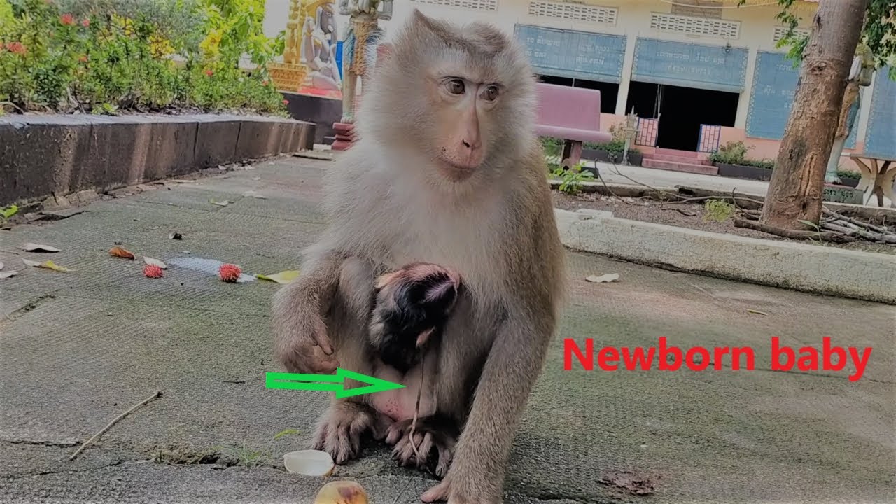 Newborn berry baby is very cute, beautiful - YouTube