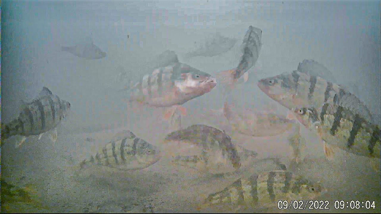 EPIC Underwater Footage! Ice Fishing JUMBO PERCH With New Lure! - YouTube