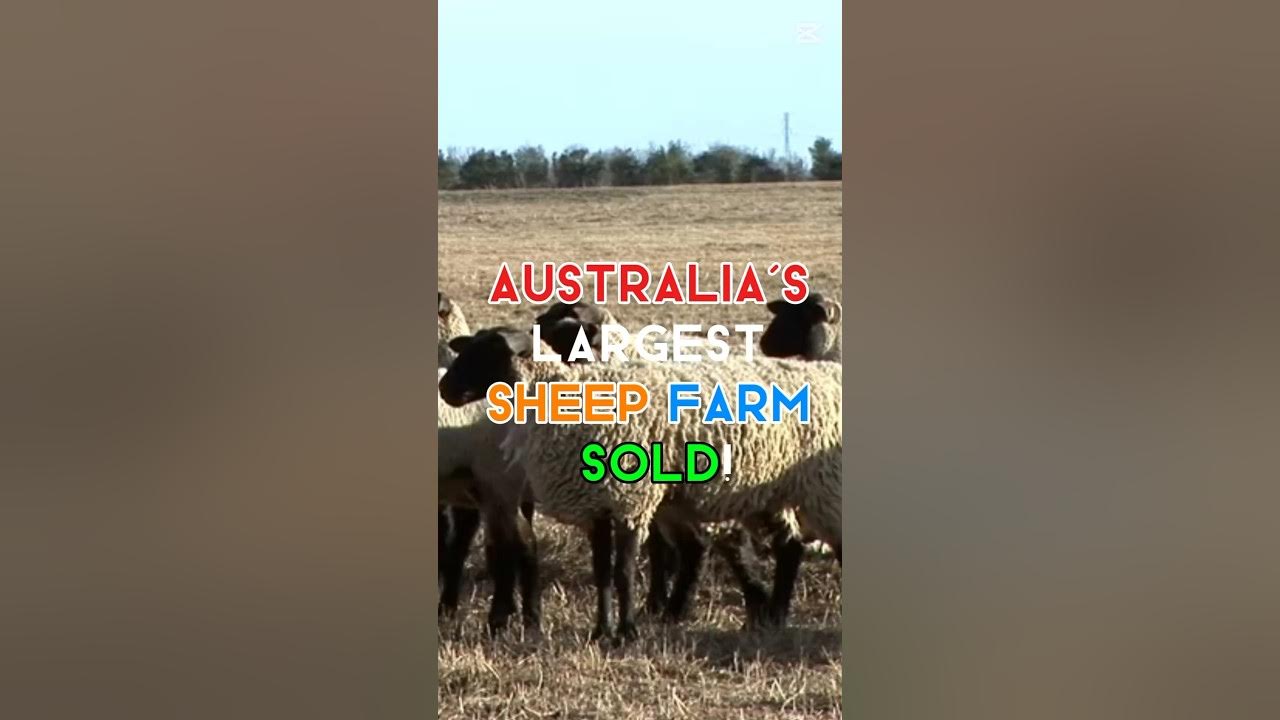 Australia’s Largest Sheep Farm Sold! UK Buyer Takes Over #Rawlinna Station 🇦🇺🐑 #Australia # ...