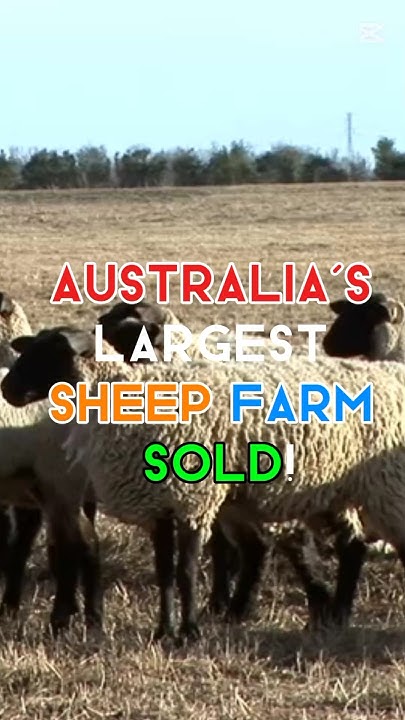Australia’s Largest Sheep Farm Sold! UK Buyer Takes Over #Rawlinna Station 🇦🇺🐑 #Australia # ...