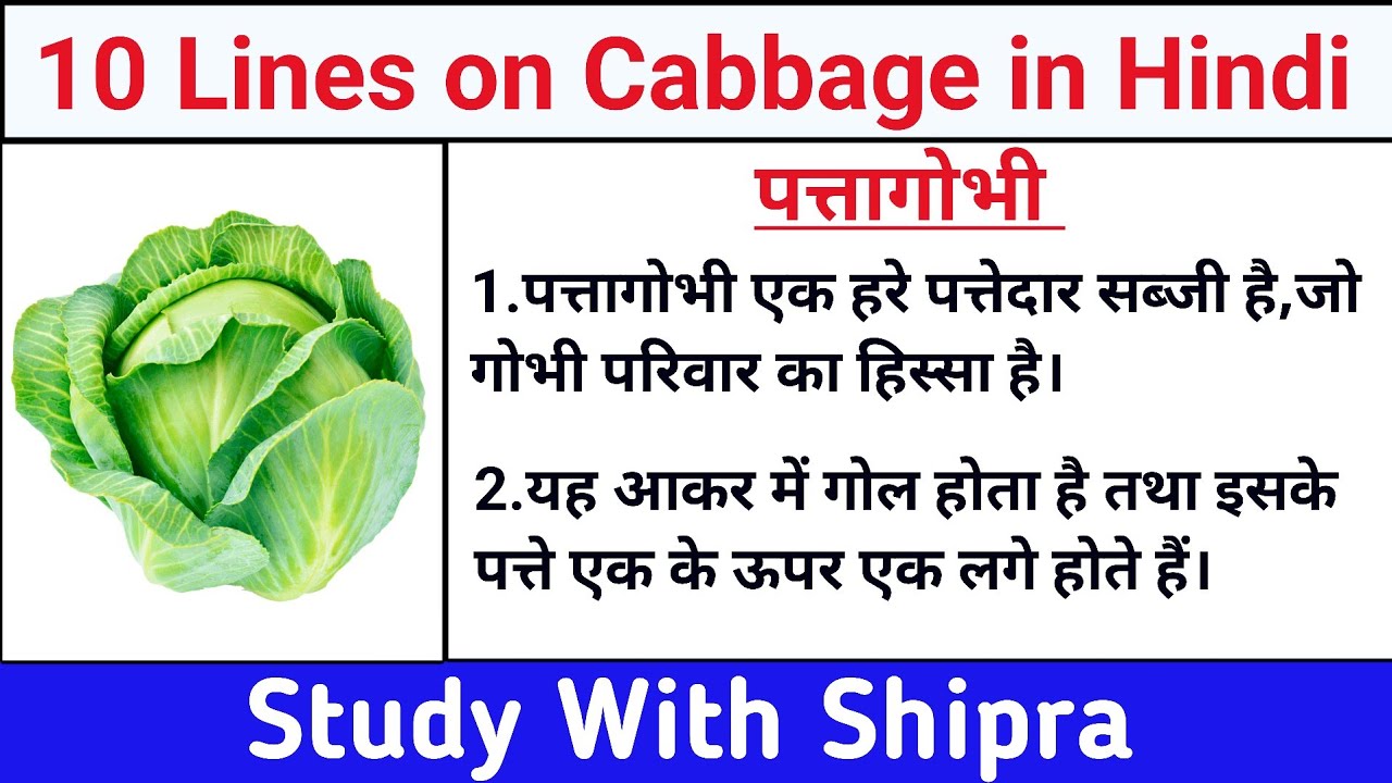 10 Lines on Cabbage in Hindi | Short Essay on Cabbage in Hindi | 10 ...