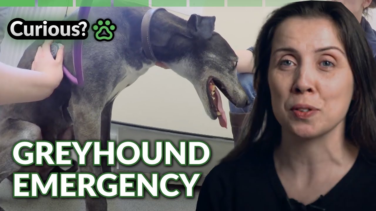 Inside the Vets: Greyhound Spinal Emergency | Inside The Vets - YouTube