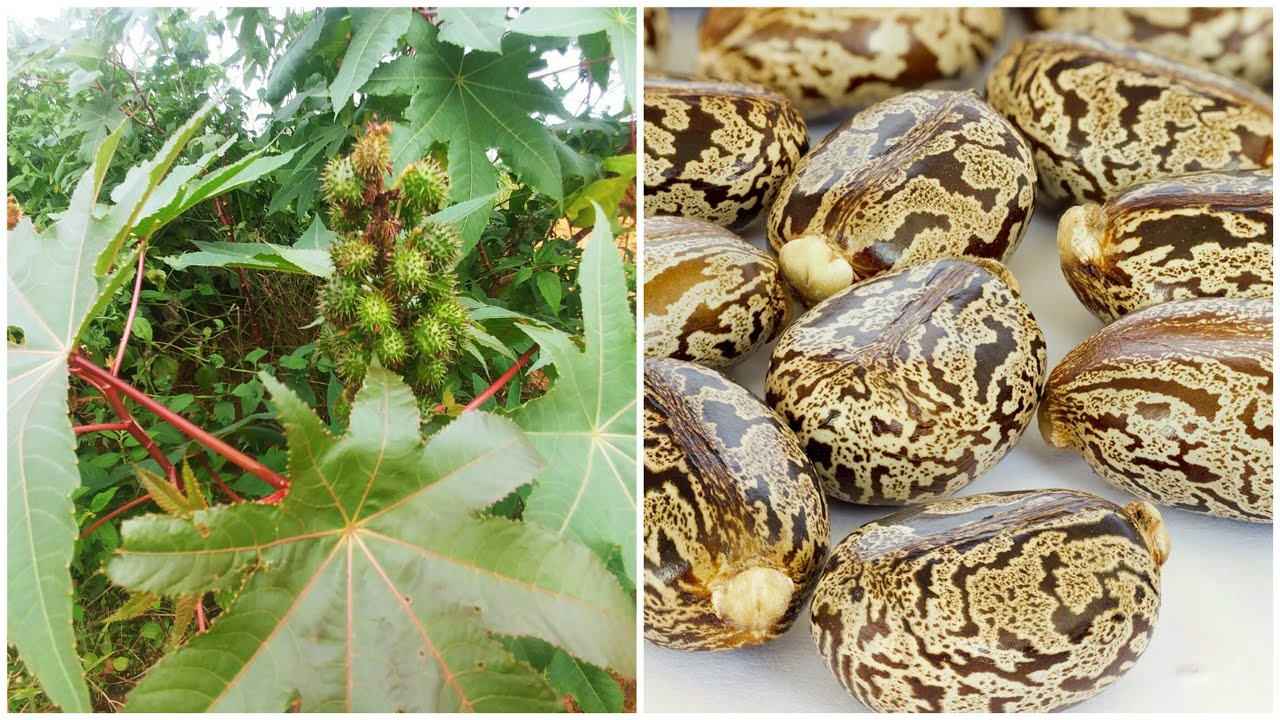 WITCH STOPPER! Castor Plant Stops All Spiritual And Physical Attacks ...