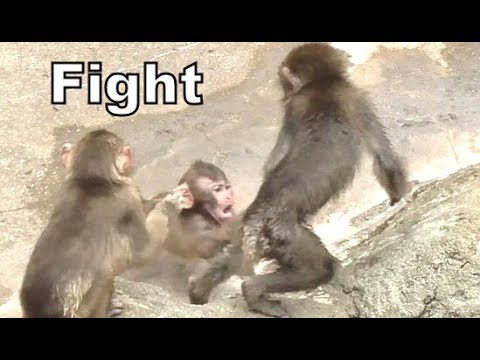 Baby Monkey 21 - Bullied by Child Monkey - YouTube