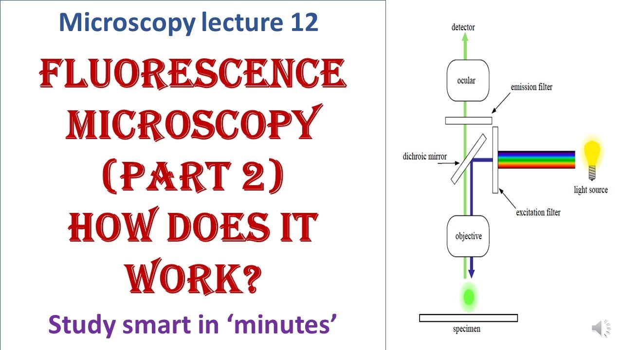 Fluorescence microscopy | Part 2 | Mechanism | Advantages and ...