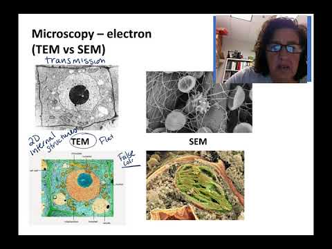 Chapter 4 Video 2 Microscopy and why cells are small - YouTube