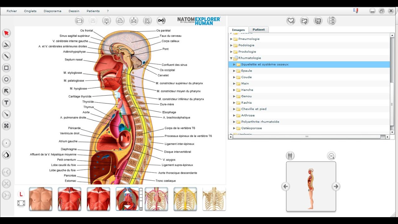 NATOM EXPLORER HUMAN - YouTube