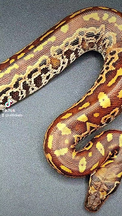 Sneak Peak of our Wrought Iron Blood Python #bloodpython #snake # ...