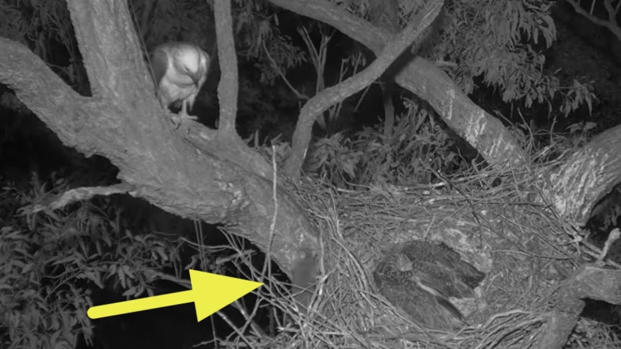 Eagle Mom protect sleeping eaglets from Possum | Sea-EagleCAM | Oct 17 ...