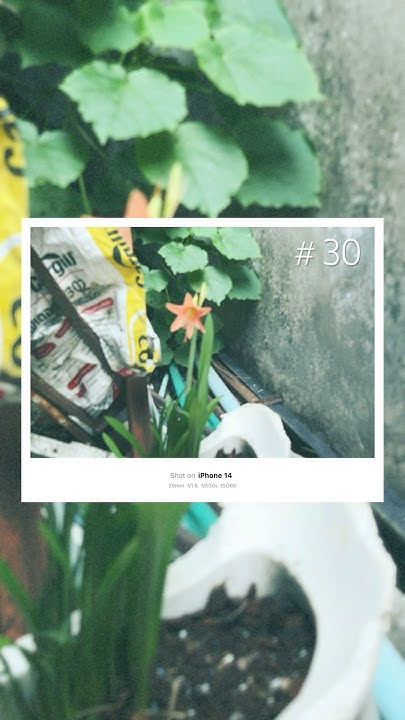 Image 30th from EE35 Film app ดอกไม้กลางกองขยะ................#iphone #artist #picture #camera # ...