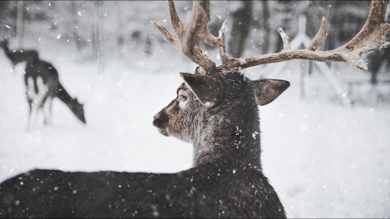 Deer Radio 24/7: find your favorite music while having unique audio ...