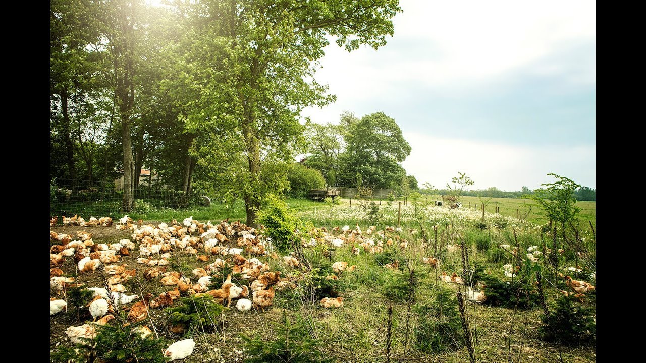 The Danish Family Farms - YouTube