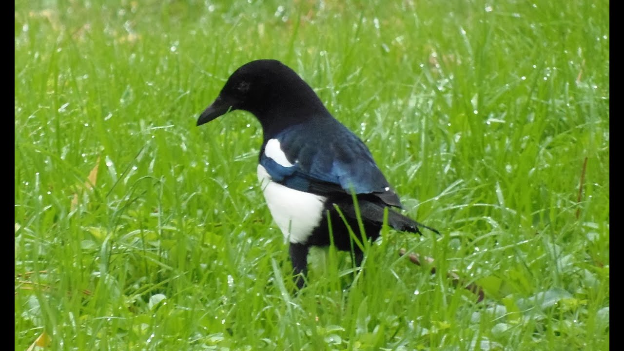 ️ urraca - YouTube