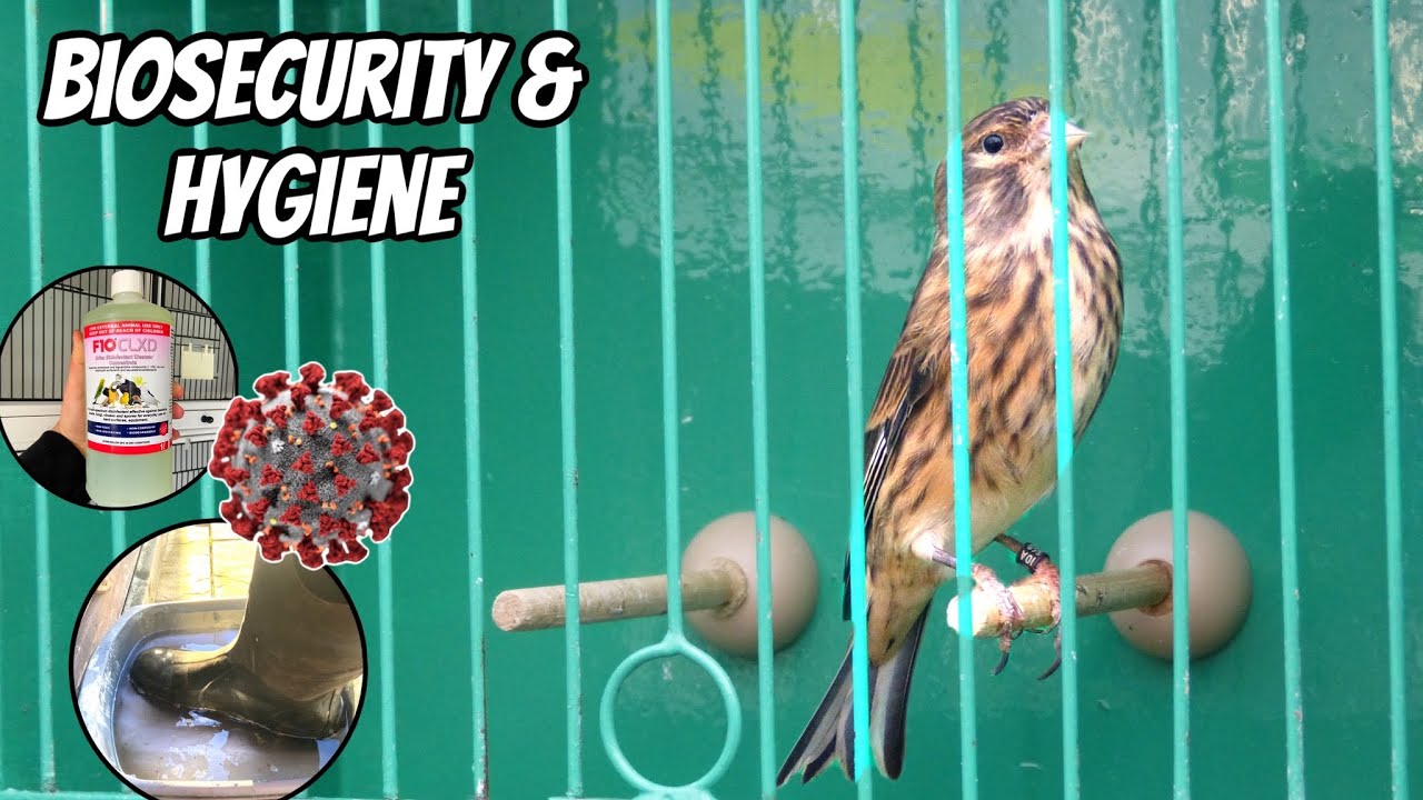 Biosecurity & Hygiene in Bird Keeping - YouTube