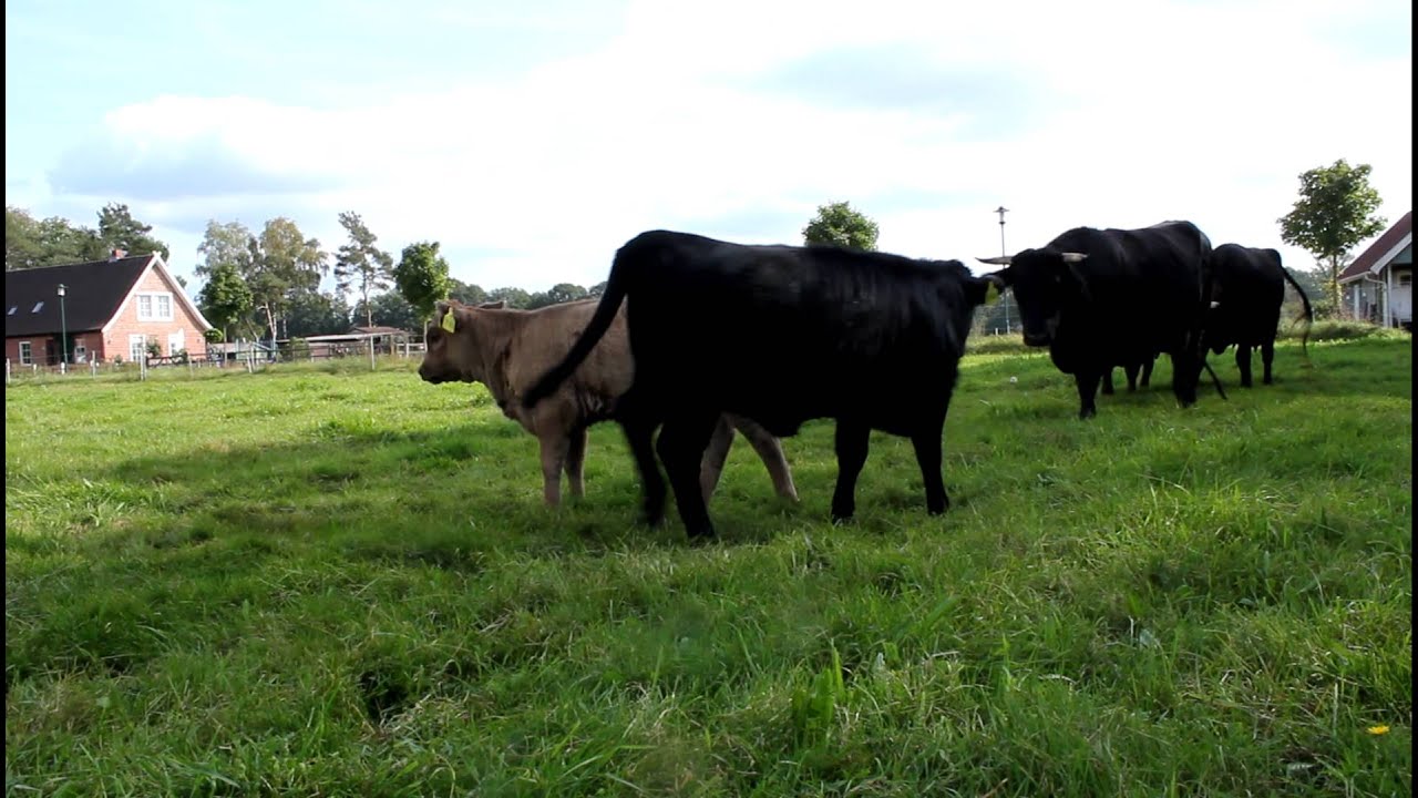 Dexter Rinder ,Dexterfarm Südheide,Meißendorf,Dexterkälber - YouTube