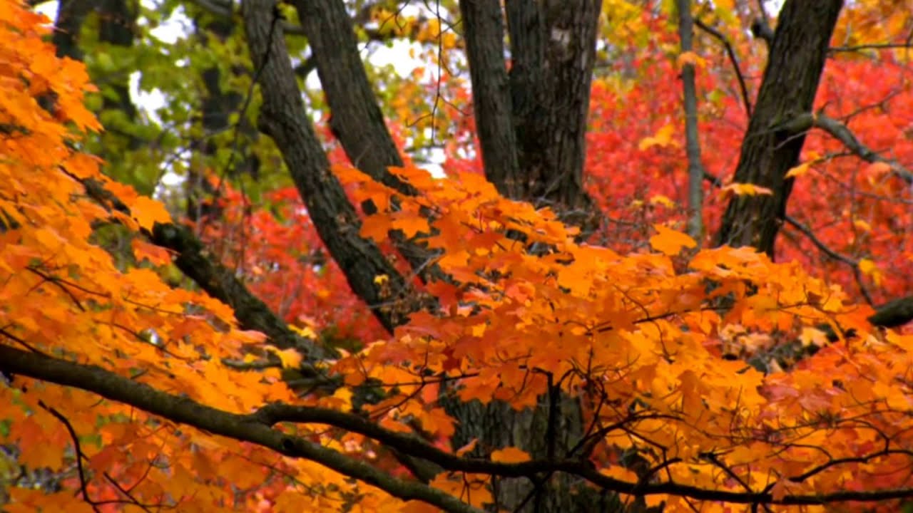Autumn footage Осенний футаж 121 - YouTube