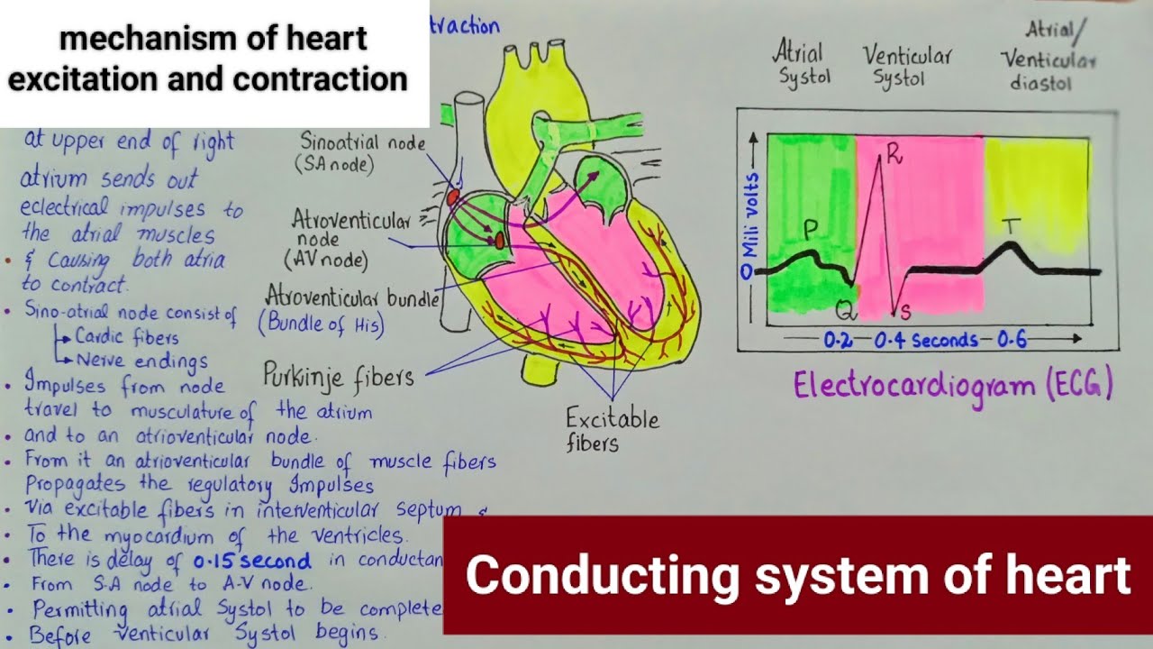 Mechanism of heart excitation and contraction | Conducting system of ...