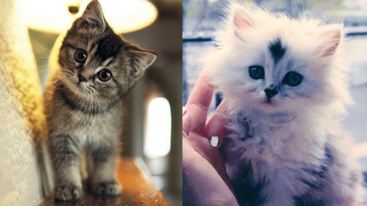 Best Cute Cat Videos Ever | Funniest Cats And Kittens Compilation #13 ...