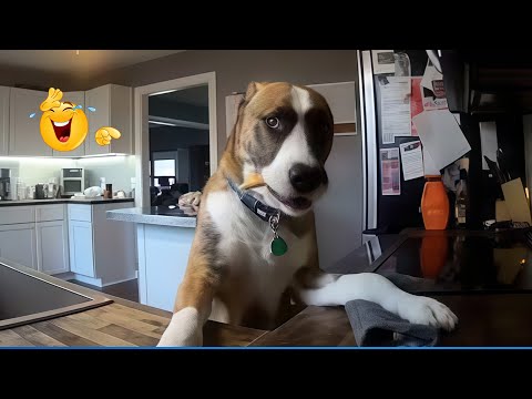 Best Of The Funny Animal Videos 😹🐶 Funniest Cat & Dog Moments Ever Recorded 🤣