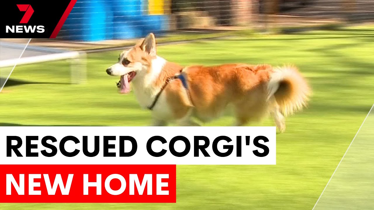 Abandoned corgi finds new home with loving family | 7NEWS - YouTube