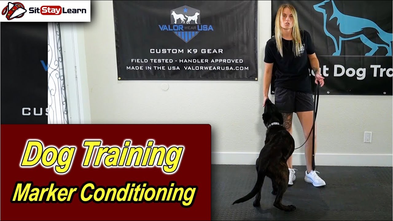 Dog Training Marker Conditioning - YouTube