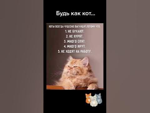 Будь как кот - YouTube