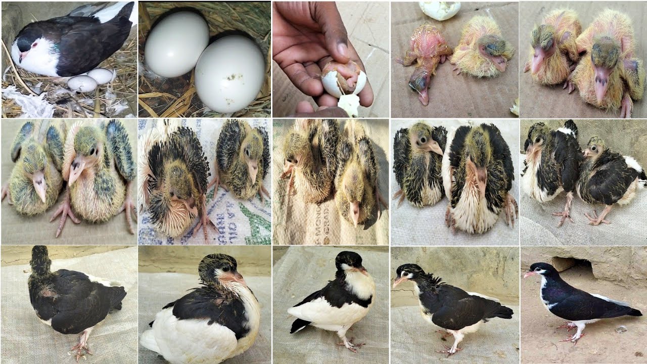 Pigeon growth 1 To 30 DayPigeon hatching eggsPigeon harvesting Eggs ...
