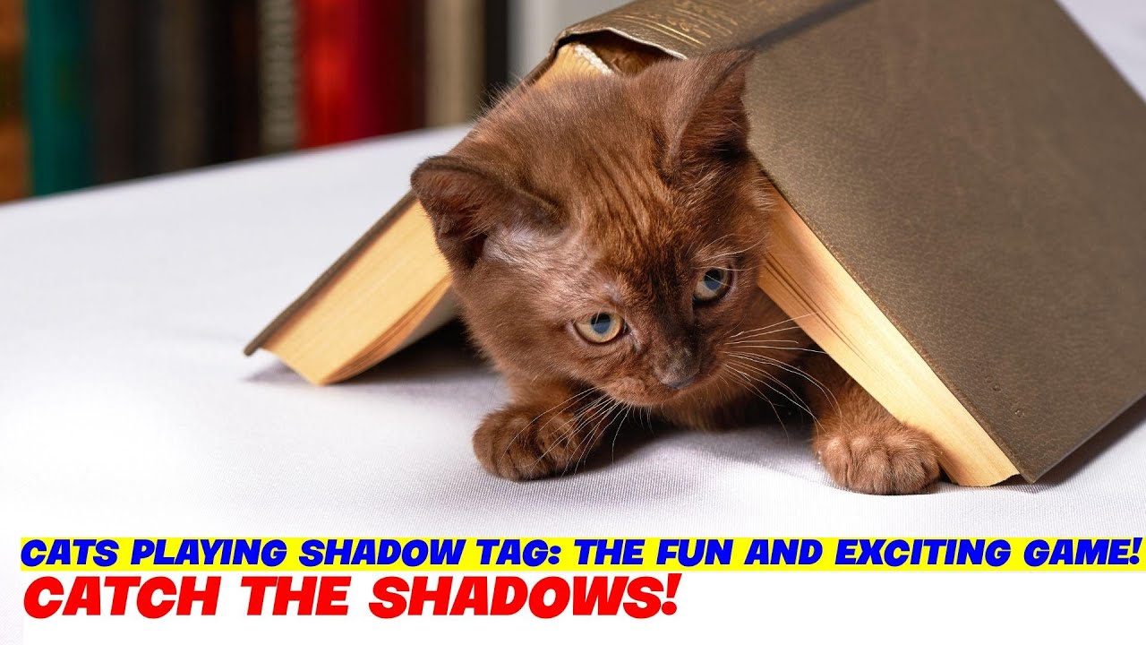 Cats Playing Shadow Tag: The Fun and Exciting Game! - YouTube