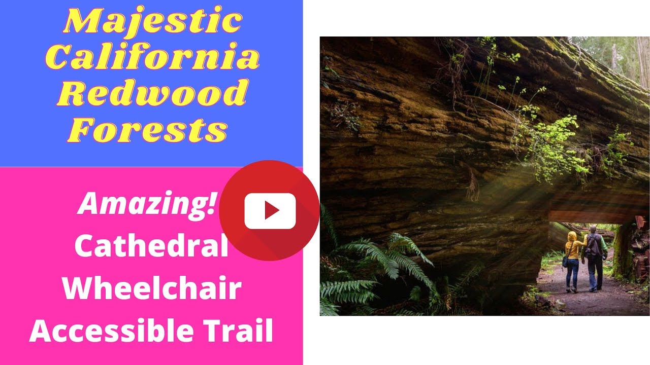 Wheelchair Accessible Redwood National Forest Trail - YouTube