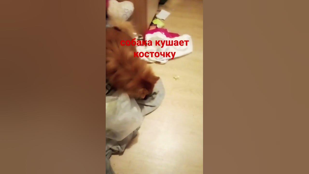 собака кушает кость - YouTube