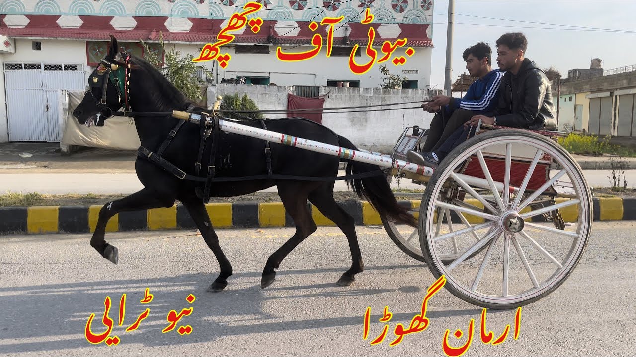 Arman Horse new Try owner Nadeem khan shinka All Pakistan tanga horse ...