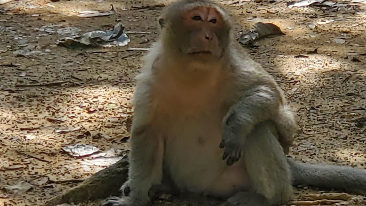 the king monkey see sky every evening #monkeys #monkeys - YouTube