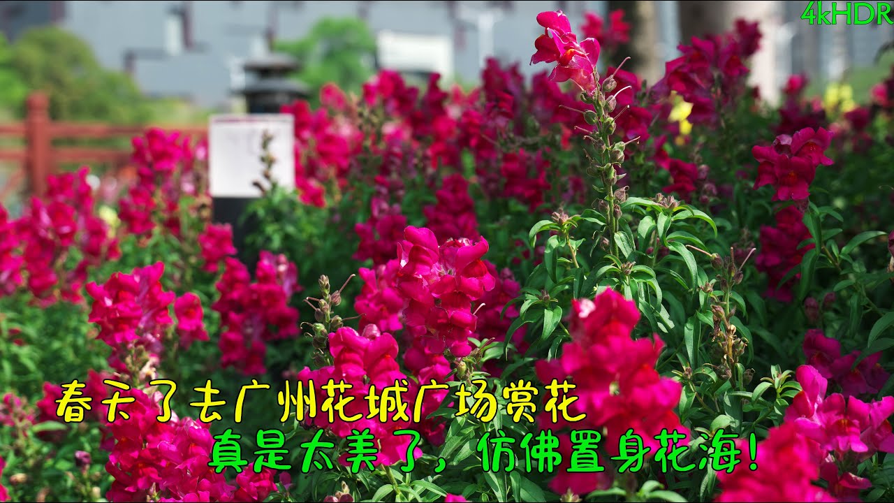 春天了去广州花城广场去赏花，真是太美了，仿佛置身花海！It's so beautiful to go to Huacheng Square ...