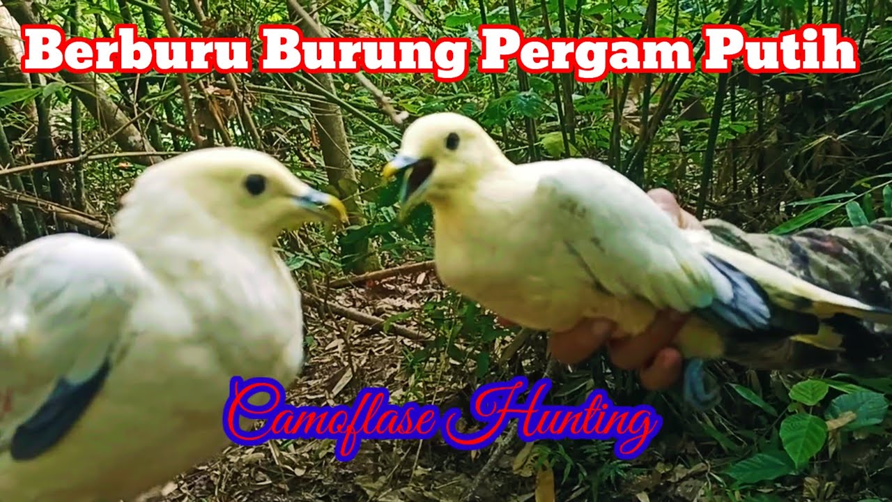 Berburu Burung Pergam Putih - YouTube