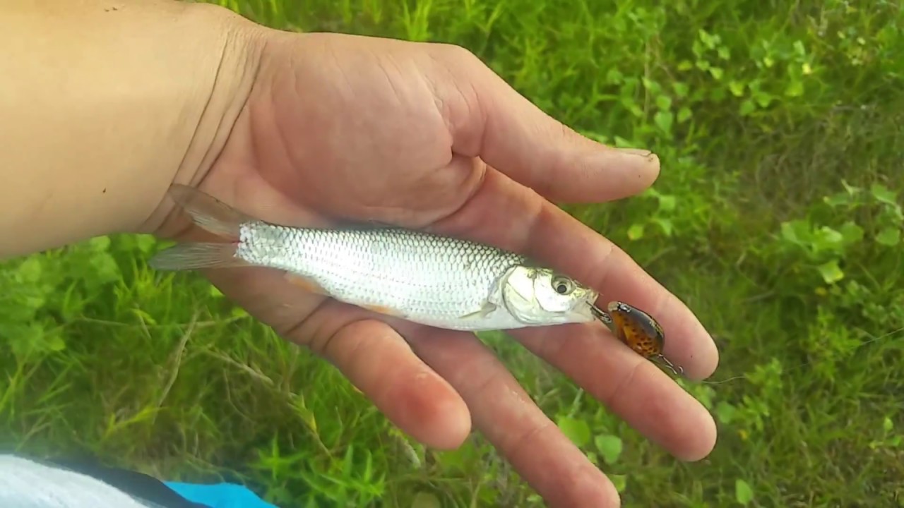Spinning la clean : Small river with amazing chub fishing c&r nr. 20 ...