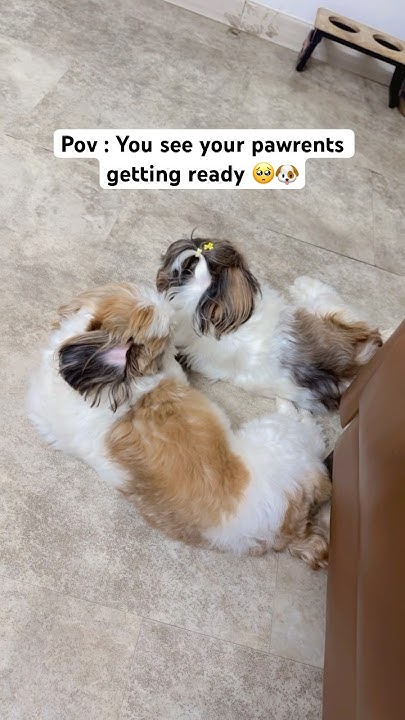 whenever pawrents get ready to go out 🥺🐶 #dogshorts #puppy #dog #pets #cutedog #funny #shihtzu ...