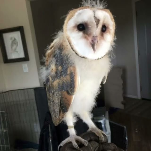 Pet Comedy - farting owl - YouTube