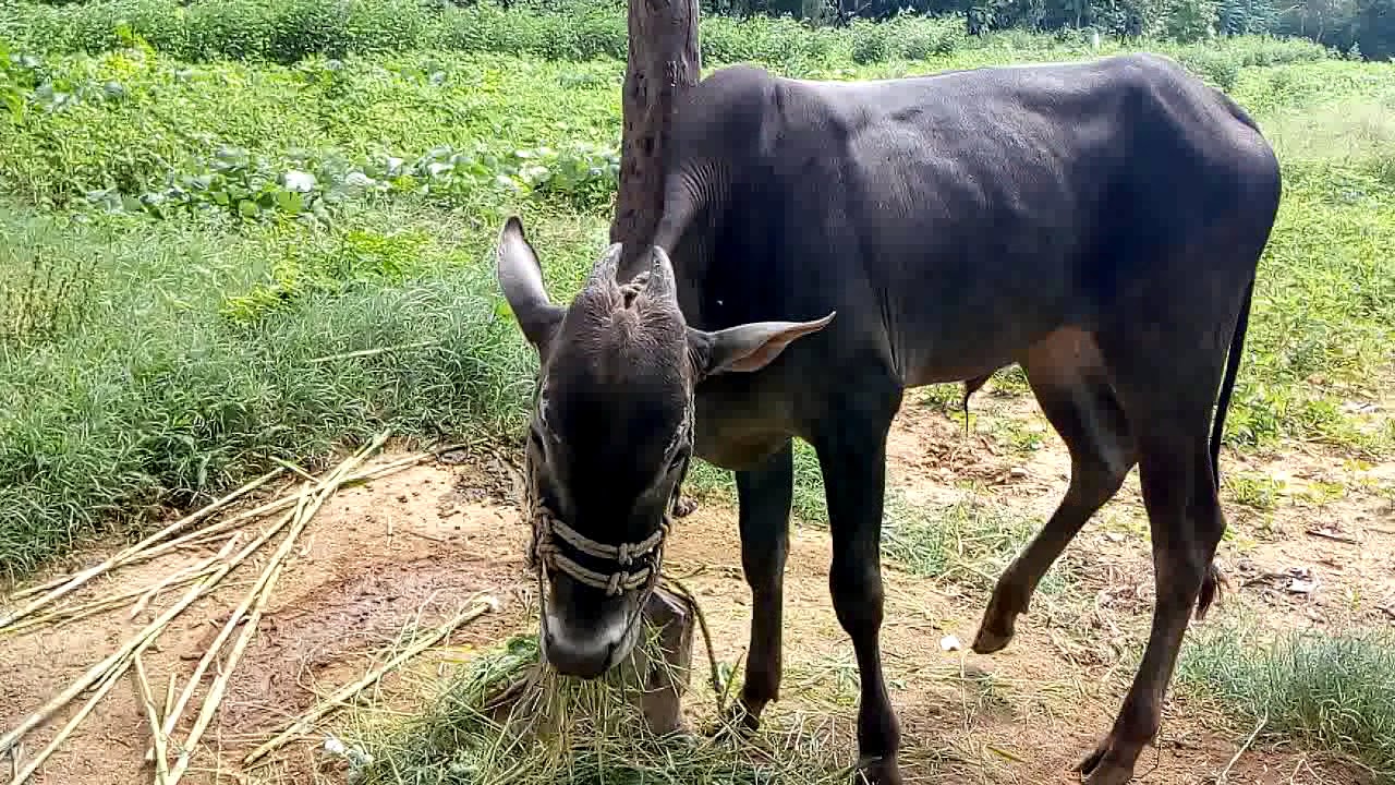 Sokaya np sakilla2 - YouTube