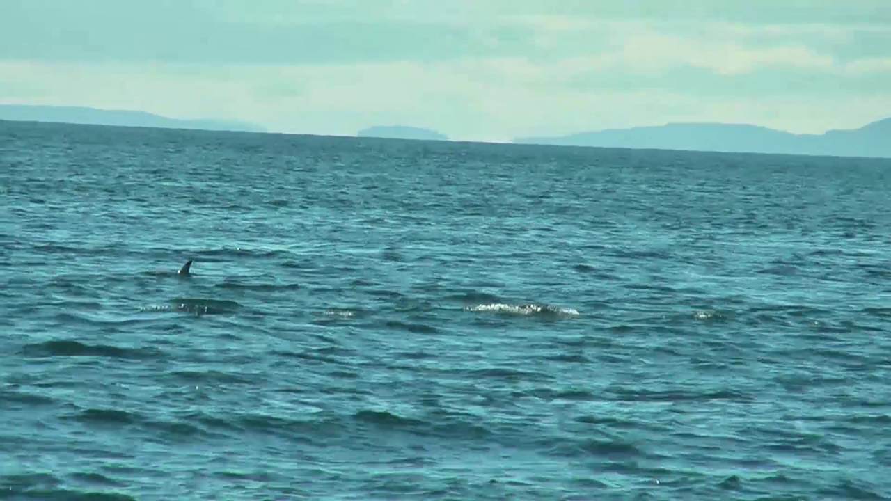 Minke Whale at Neist Point Isle of Skye - YouTube