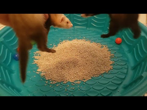 Ferrets Playtime With Litter Balls - YouTube