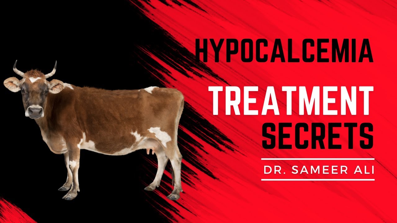 Calcium Crisis: Navigating Hypocalcemia in Dairy Cow Care - YouTube