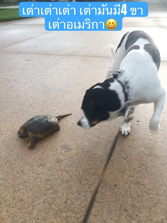 #มาดูเต่าฝรั่งเด้อพี่น้อง🤣🤣 #เต่า #เต่าอเมริกาเหมือนเต่าไทยไหม - YouTube