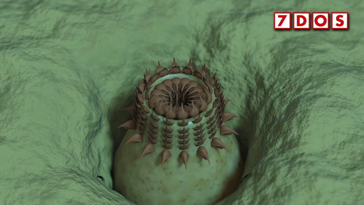 New Species of Predatory Worm Lived Half a Billion Years Ago - YouTube