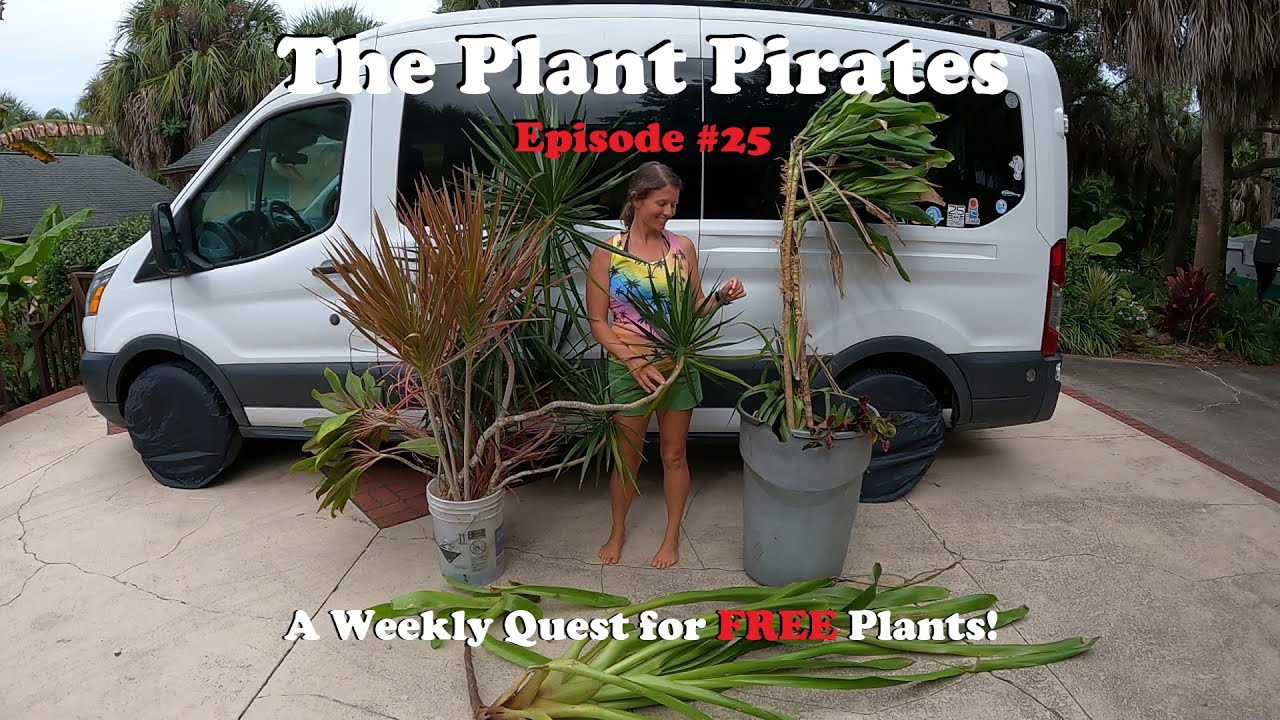 Finding FREE Plants Every Week! |The Plant Pirates Episode #25 - YouTube