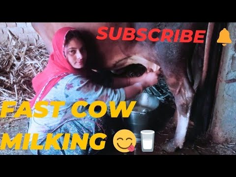how to milk a cow fast cow milking - YouTube