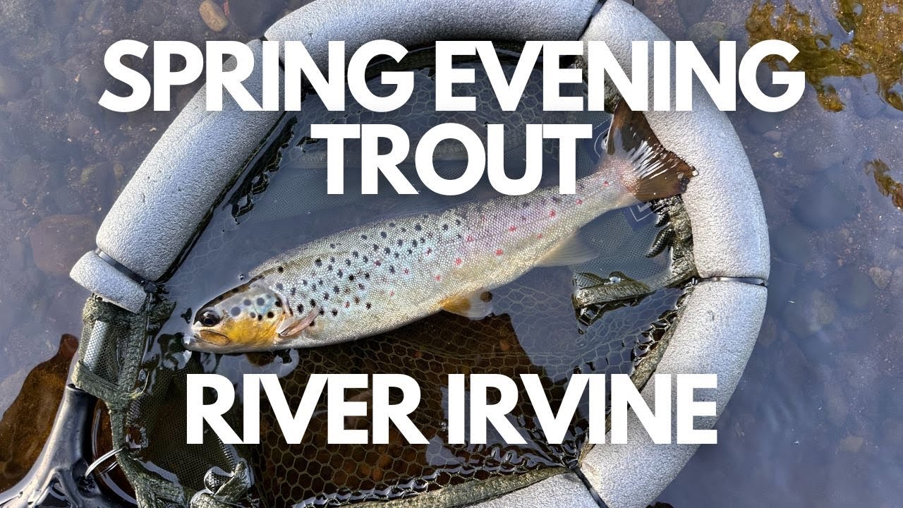 Spring evening trout on the River Irvine - YouTube
