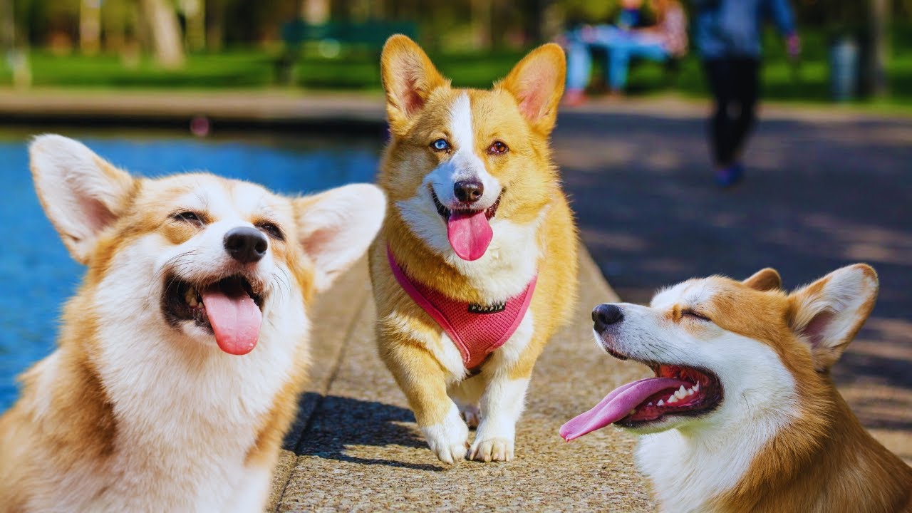 7 minutes of ADORABLE Corgi Video's [compilation] - YouTube