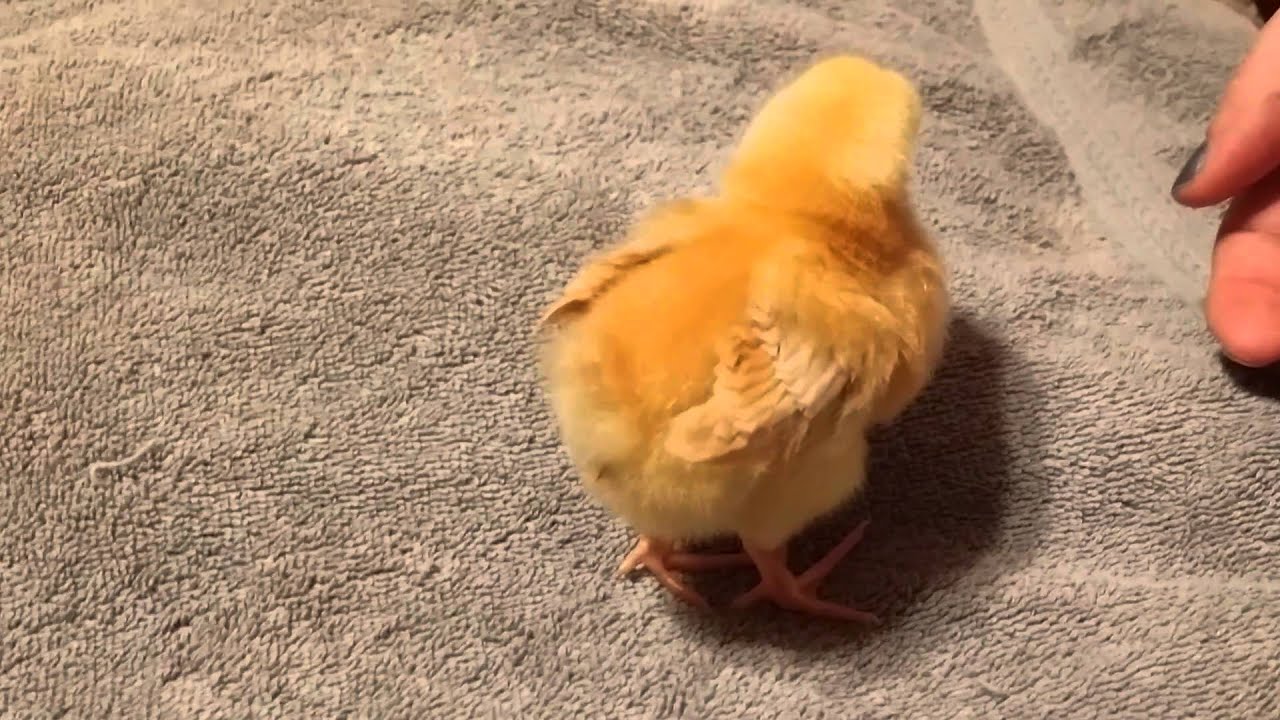 Golden Wyandotte Chicks - Baby Chickens - YouTube