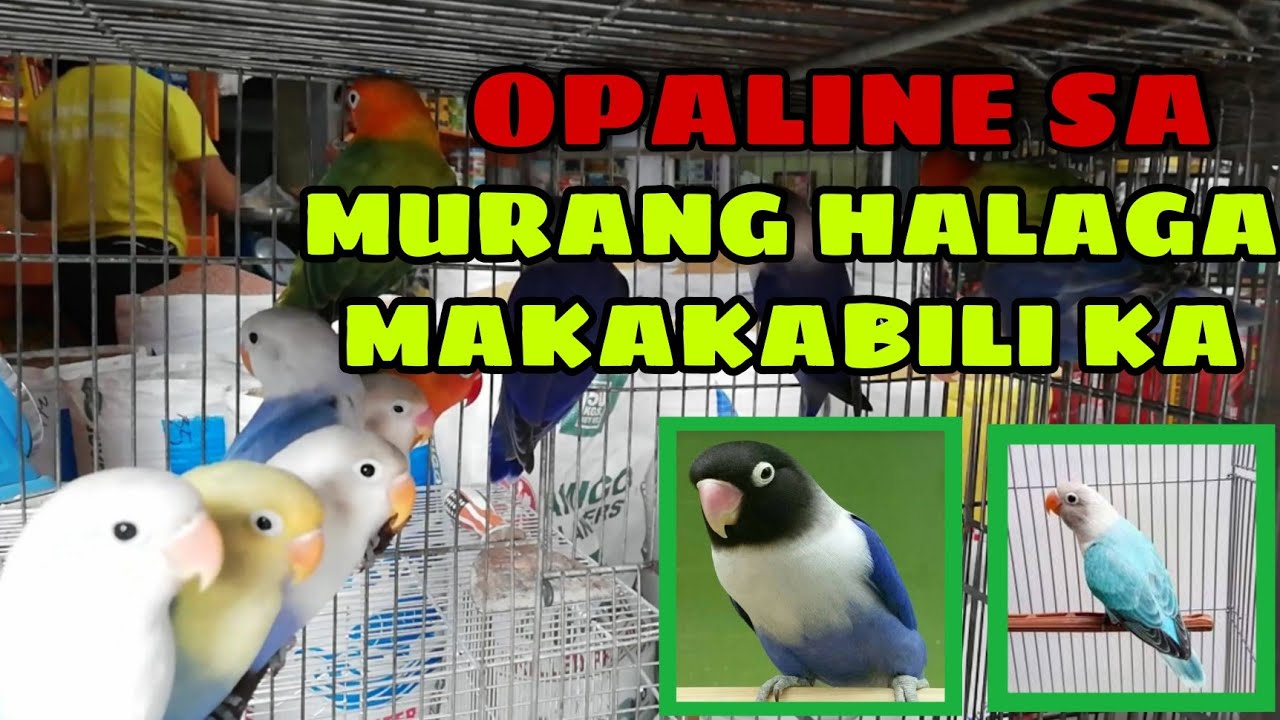 MURANG BILIHAN NG OPALINE SA TAYTAY TIANGGE 1000 LANG #ALBS2 # ...
