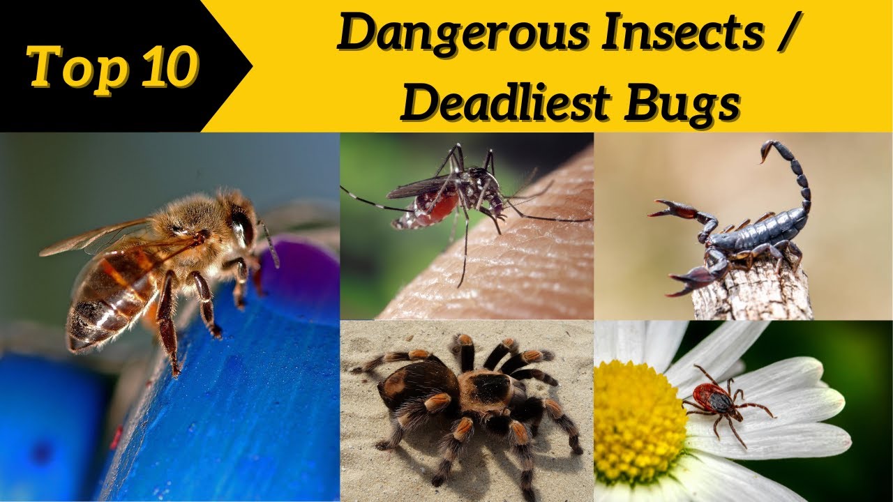 Top 10 Dangerous Insects in the World | Deadliest Bugs @Top10Discoverist - YouTube